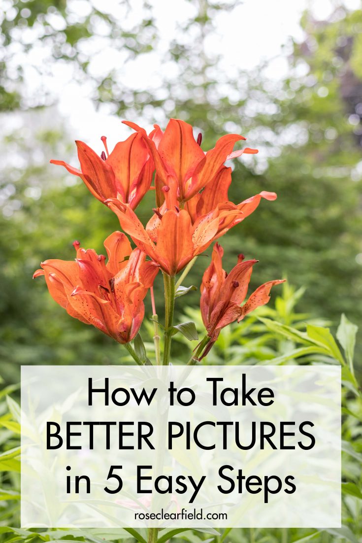 How to Take Better Pictures in 5 Easy Steps • Rose Clearfield