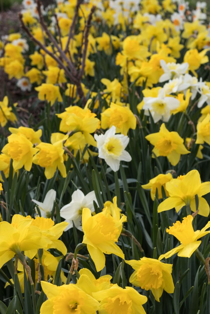 Daffodils Everywhere • Rose Clearfield