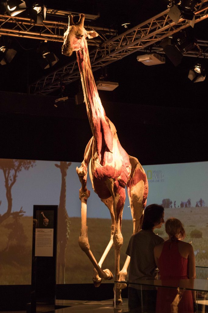 Body Worlds Animal Inside Out Exhibit • Rose Clearfield
