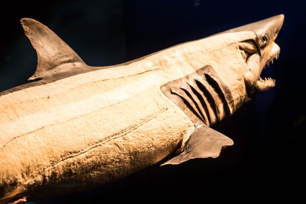 Body Worlds Animal Inside Out Exhibit • Rose Clearfield