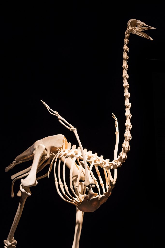 Body Worlds Animal Inside Out Milwaukee County Zoo Final-8 A • Rose ...