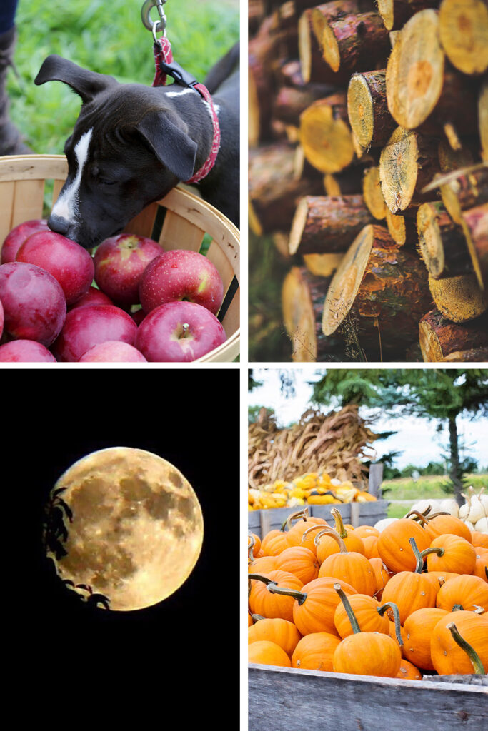 20 Creative Fall Photography Ideas Collage • Rose Clearfield