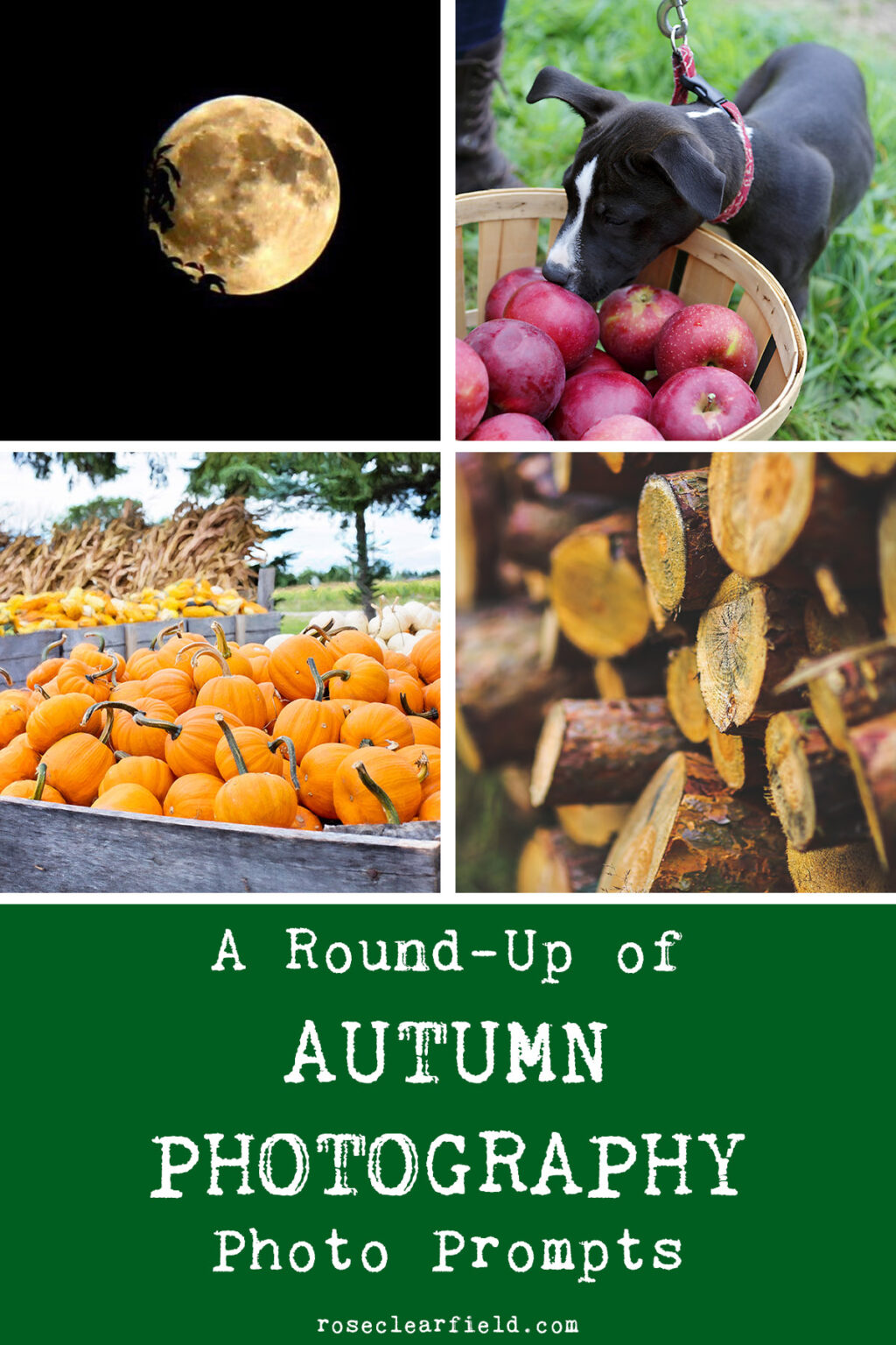 A Round-Up of Autumn Photography Photo Prompts • Rose Clearfield