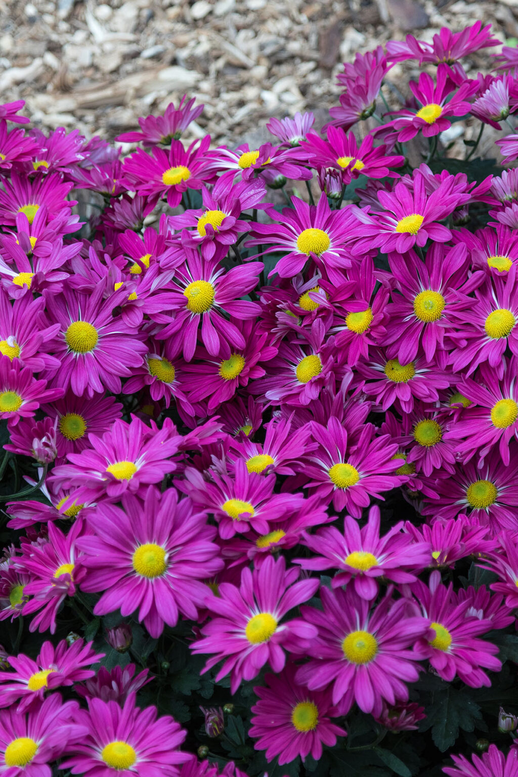 The Haunting of Sleepy Hallow Fall Floral Show at the Domes • Rose ...