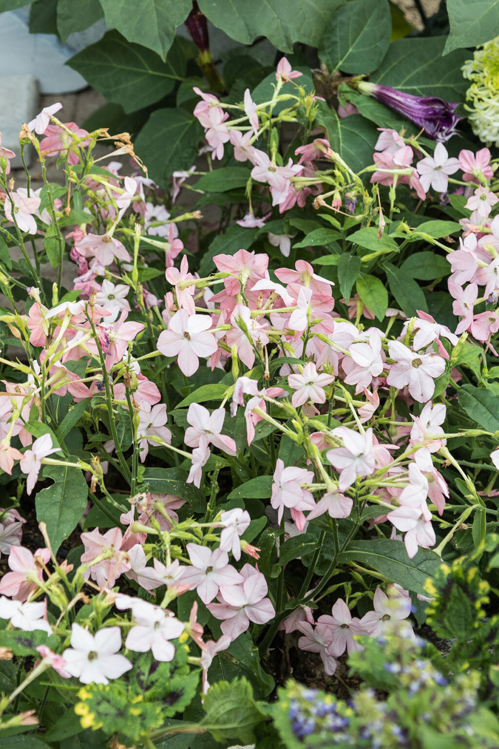The Haunting of Sleepy Hallow Fall Floral Show at the Domes • Rose ...