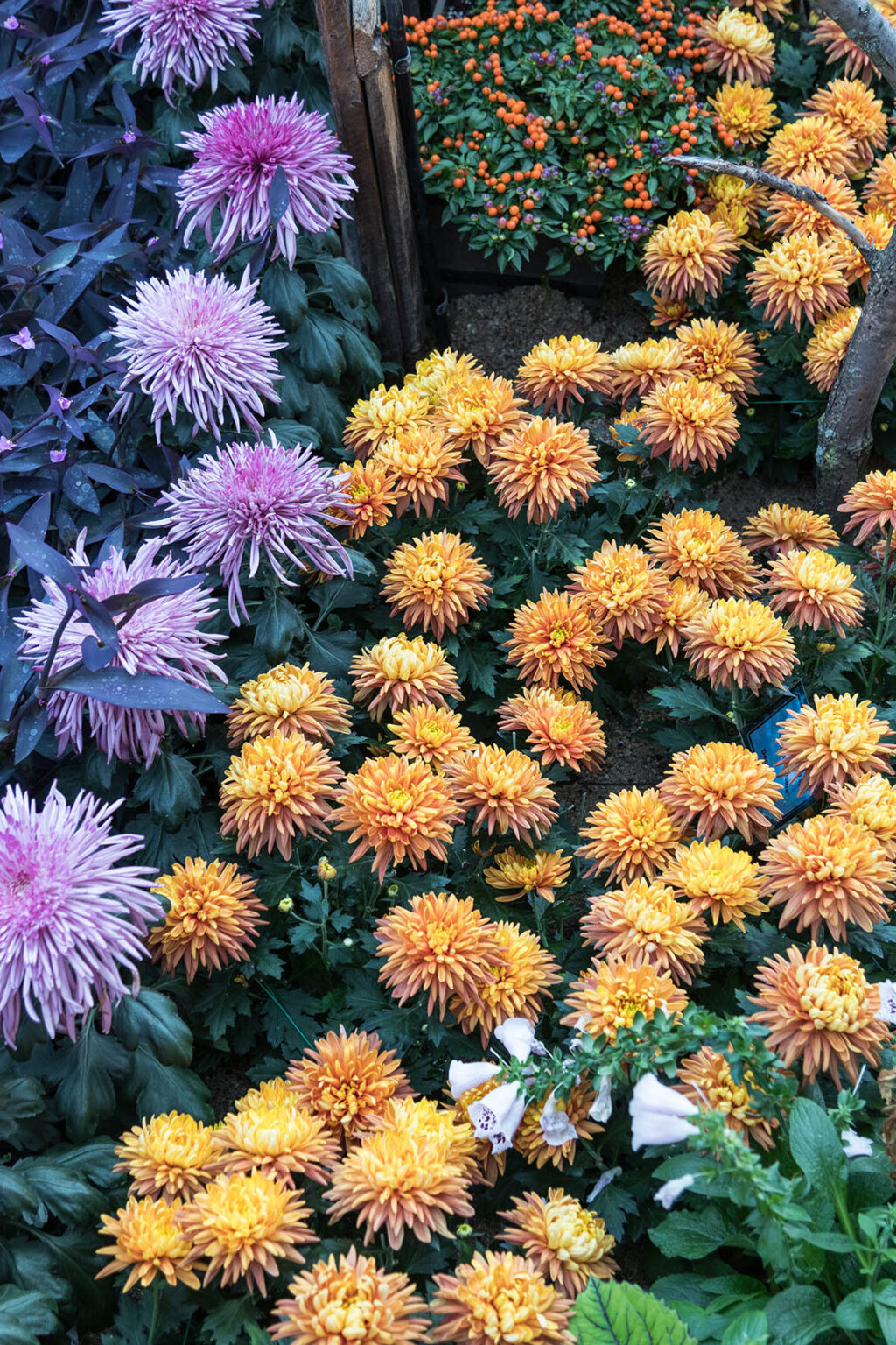 The Haunting of Sleepy Hallow Fall Floral Show at the Domes • Rose ...