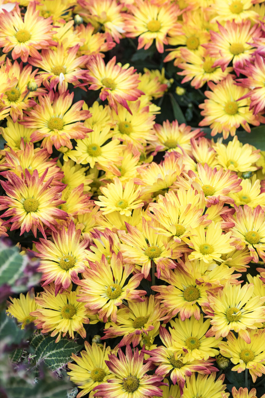 The Haunting of Sleepy Hallow Fall Floral Show at the Domes • Rose ...