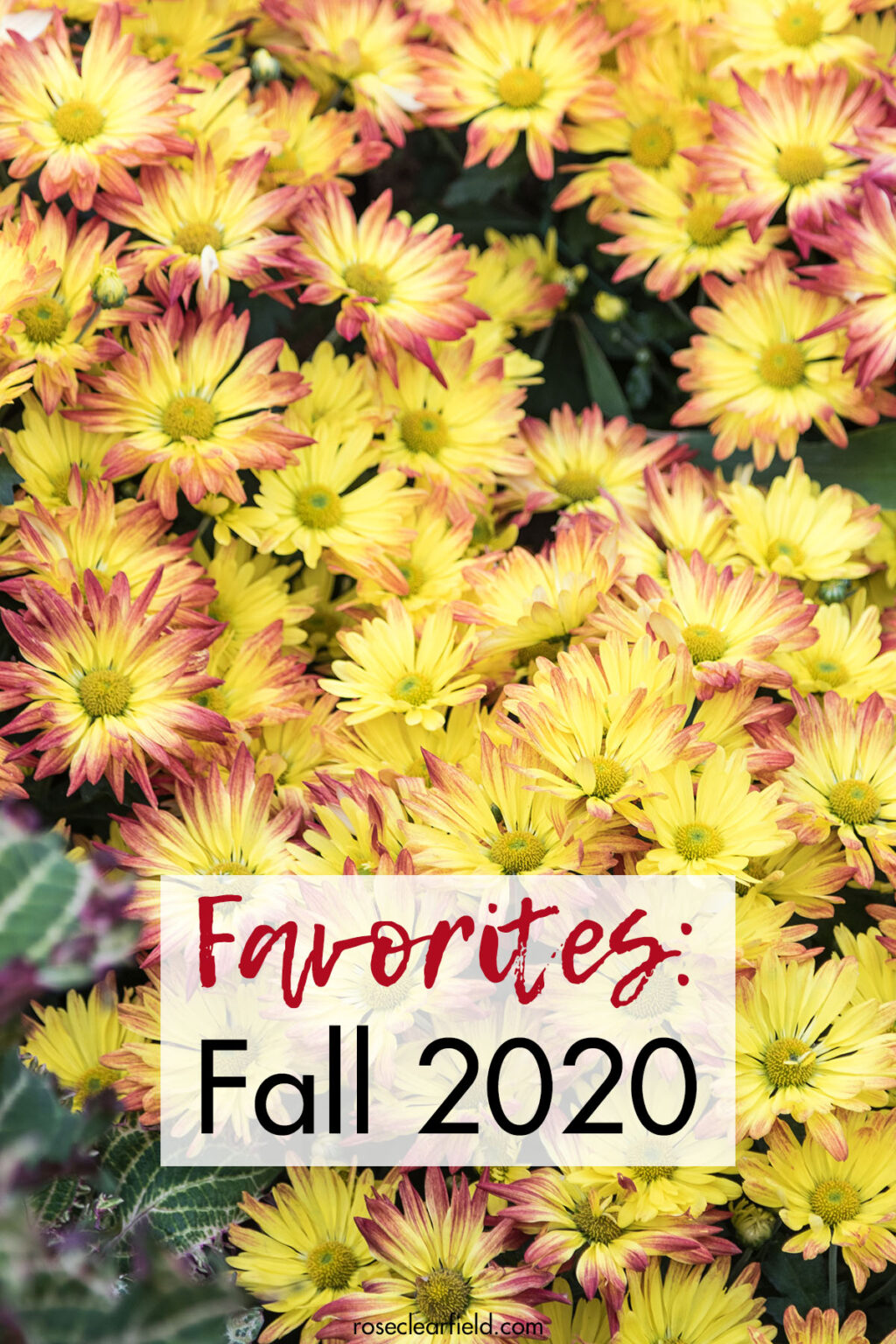 Fall Favorites 2020 • Rose Clearfield
