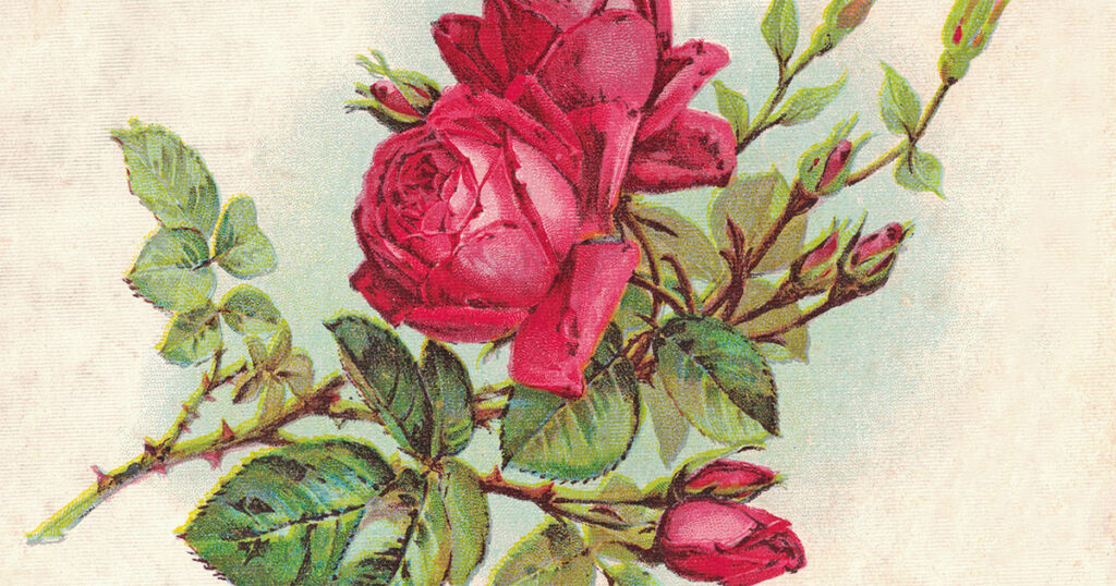 Vintage Postcard Roses 1 1200x630 • Rose Clearfield