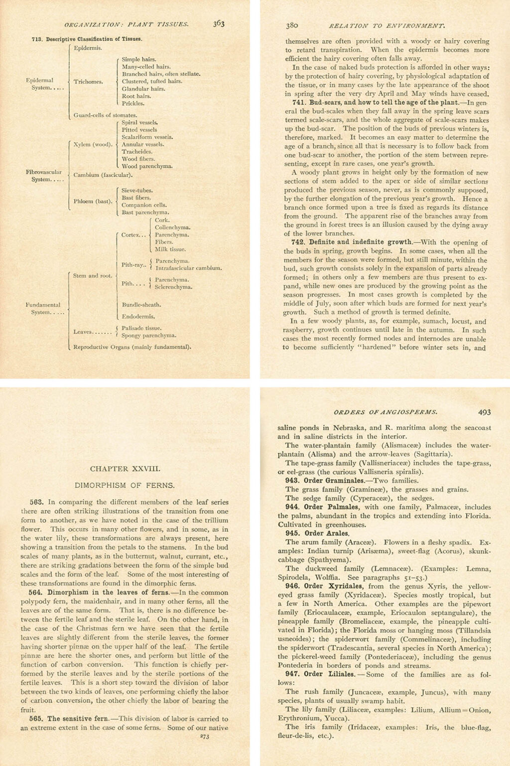 Free Printable Vintage Elementary Botany Book Pages • Rose Clearfield