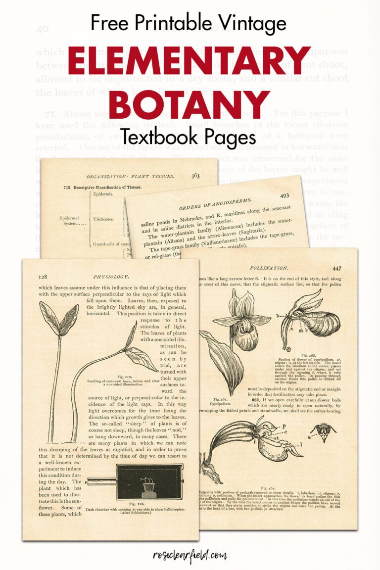 Free Printable Vintage Elementary Botany Textbook Pages • Rose Clearfield