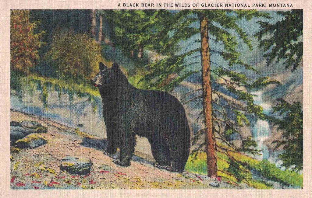 Free Printable Vintage Glacier National Park Postcards • Rose Clearfield